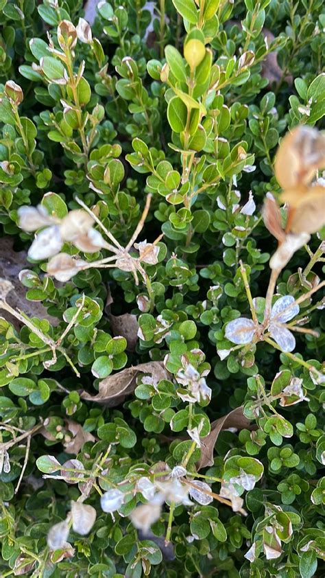 How To Treat Leaf Miners Disease On Common Boxwood