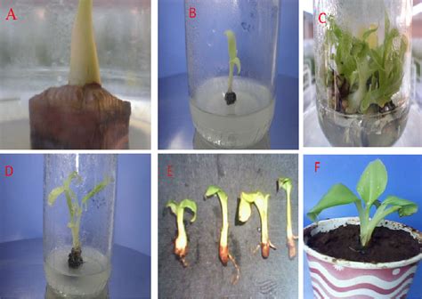 Figure 1 From In Vitro Propagation Of Banana Musa Sp Rasthali Variety From Sword Suckers For