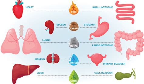 When A Body Organ Is More Than Just A Stand Alone Function Of Anatomy SHINE News