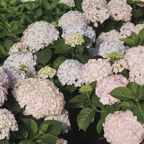 Hydrangea Wee Bit Innocent™ Bigleaf Hydrangea Jackson And Perkins