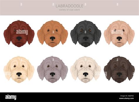 Labradoodle Clipart Different Poses Coat Colors Set Vector