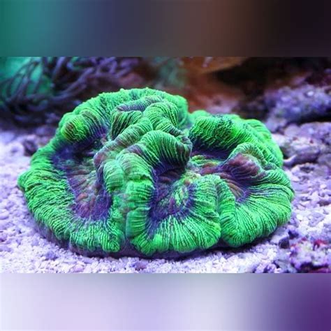 Wellsophyllia Green Brain For Sale