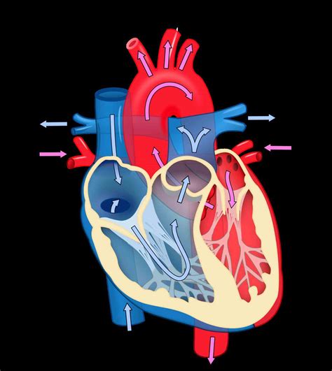 Heart Flow Diagram No Labeled Heart Anatomy System Physiolog