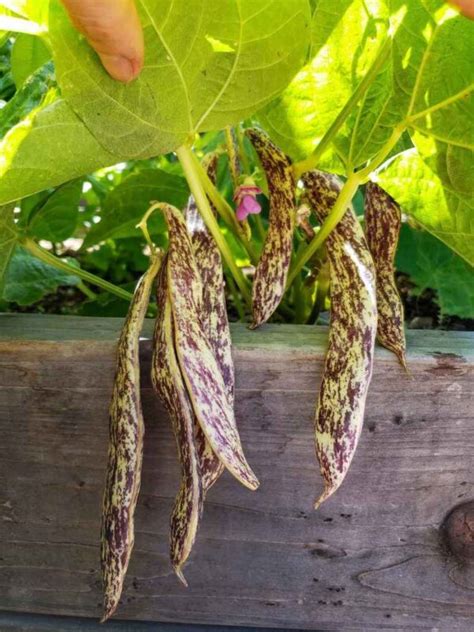 Determinate Vs Indeterminate Plants Important Differences To Know ~ Homestead And Chill