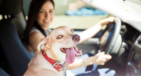 De Cu Nto Es La Multa Por Llevar A Tu Perro En El Carro