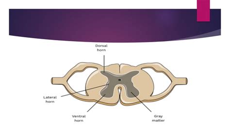 Human Antomy Presentration Spinal Cord Pdf