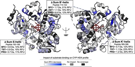 Structural Dynamics Of Cytochrome P450 3a4 In The Presence Of Substrates And Cytochrome P450