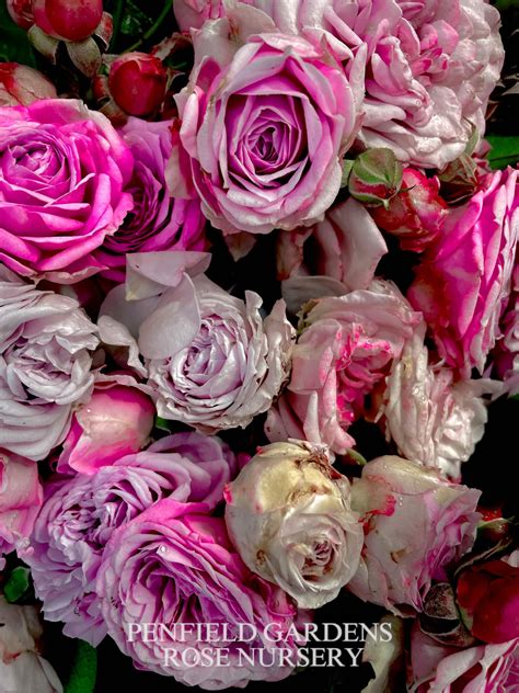 Buy Tangles Kordes Roses Online Penfield Gardens Rose Nursery