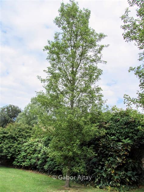 pyrus calleryana esveld shop