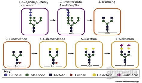 岩藻糖基化 岩藻糖修饰是什么意思 岩藻糖 大山谷图库