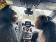 Monkey Driving A Car S Tenor
