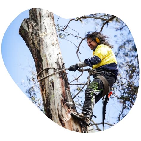Emergency Tree Removal Melbourne 0 Quote The Yard