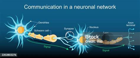 Transmission Of The Nerve Signal Between Two Neurons With Axon And Synapse Stock Illustration