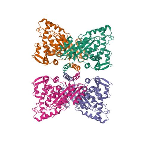 Phenylalanine Hydroxylase
