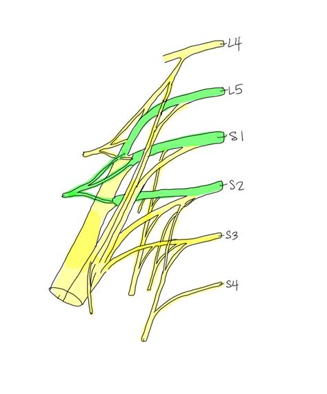 Overview Of The Sacral Plexus And Associated Nerves Flashcards Quizlet Overview Of The Sacral Plexus And Associated Nerves Flashcards Quizlet