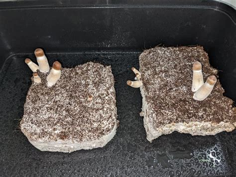 Contamination Successfully Contained Trichoderma Rmushroomgrowers