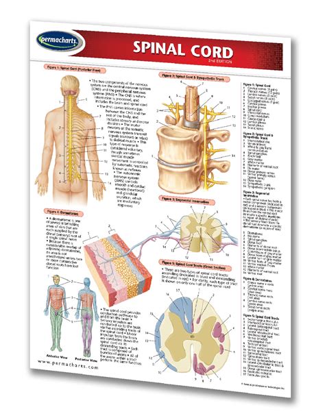 Spinal Nerve Chart Anatomy