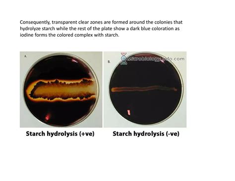 Biochemical Tests For Characterization Of Bacteria Pdf