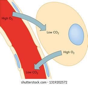 Diffusion Enables Oxygen Enter Cells Carbon เวกเตอรสตอก ปลอดคาลขสทธ 1319202572