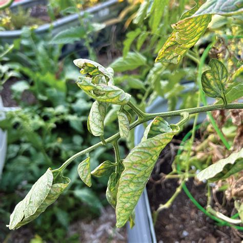 Tomato Leaf Curl