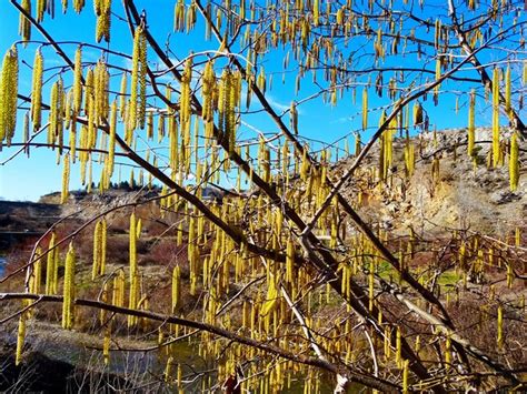 Premium Photo Catkins Growing On Tree At Forest