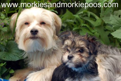 Morkies And Morkie Poos Maltipoo Breeder Toronto Canada