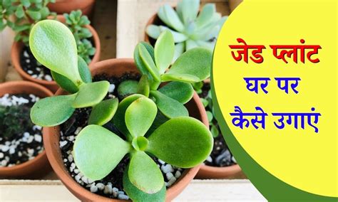 घर पर जेड प्लांट कैसे उगाएं How To Grow Jade Plant At Home In Hindi