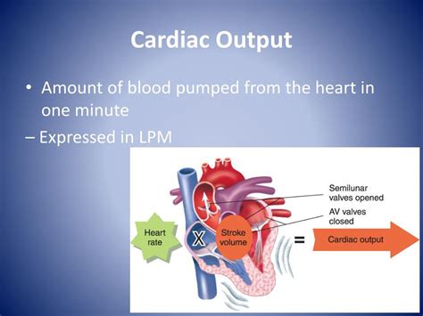 Ppt Anatomy And Electrophysiology Of The Heart Powerpoint Presentation Id 1897526