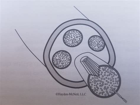 Exam 4 Neuron Cross Section Diagram Quizlet