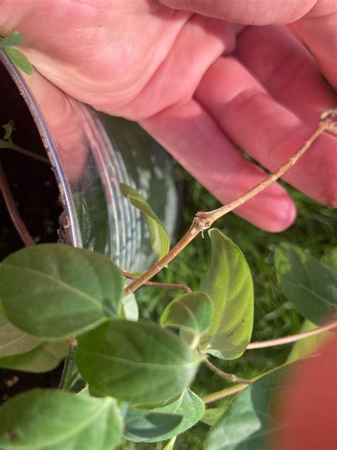 Plant Is Splitting Rplants