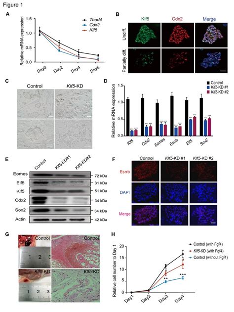 Klf5 Is Required For Maintaining The Stem Cell State Of Tscs A Klf5