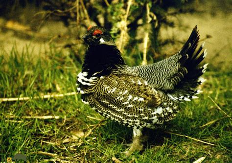 سیاه‌ خروس کانادایی؛ مرغ احمقی که روی درخت زندگی می‌کند و یک بی‌بند و