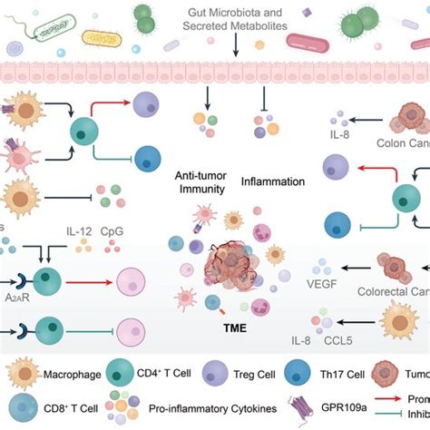 Roles Of Microbiota‐derived Metabolites And Microbial Metabolism In