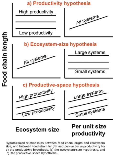 Post Lab Research Food Webs Post Lab Aquatic Ecology And Evolution