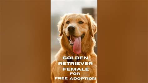Free Adoption Golden Retrever Youtube