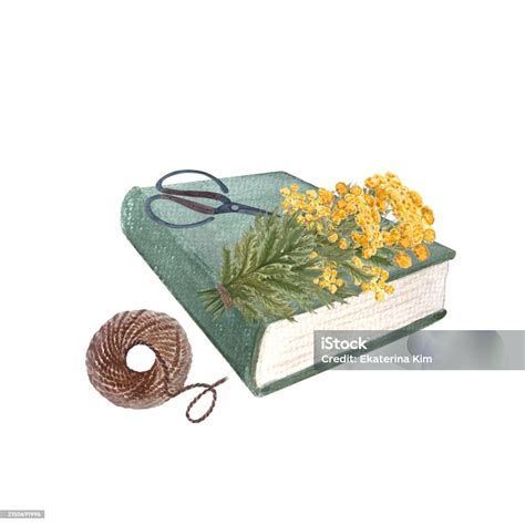 노란색 꽃 황마 밧줄 책과 가위 수채화 세트가 흰색에 고립되어 있는 Tansy 야생 허브의 무리 카드 스티커 패키지 및 허브 가이드 디자인에 대한 고품질 손으로 그린 그림