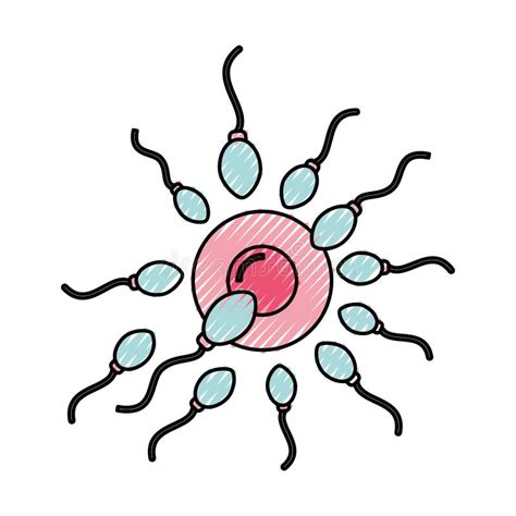 Biology Fertilization With Ovum With Spermatozoa Penetration Stock