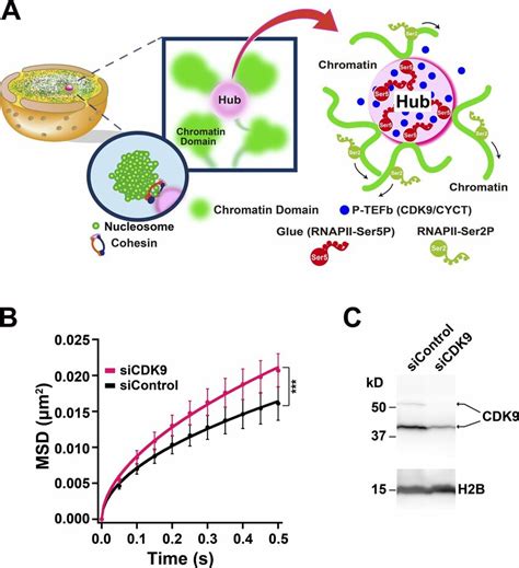 A Model For Chromatin Networking Via Rnapii Ser5p A A Model For The