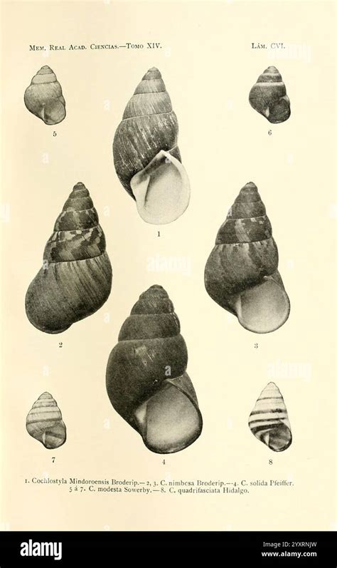 Memorias De La Real Academia De Ciencias Exactas Físicas Y Naturales