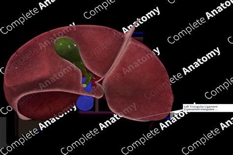 Left Triangular Ligament Complete Anatomy