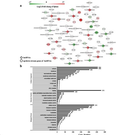 Regulatory Network Analysis Of Lncrna Proteins A The Interaction