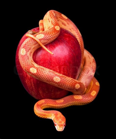 Snake Wrapped Around An Apple Isolated Stock Photo Colourbox