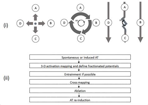 I Schematic Diagrams Demonstrating Different Activation Patterns In Download Scientific