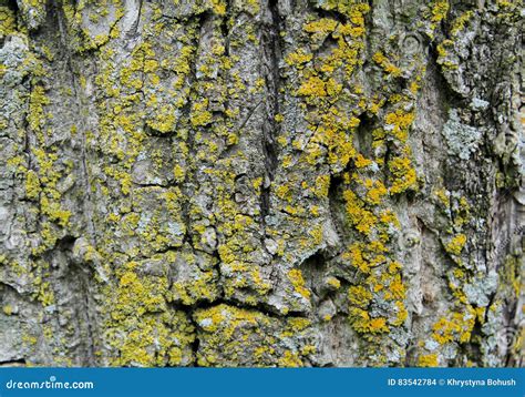 Tree Bark With Moss Natural Texture Stock Photo Image Of Corrosion Material 83542784