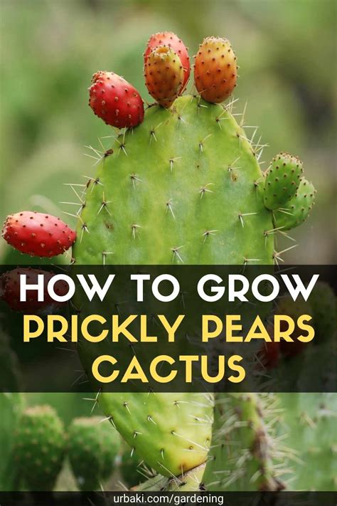 How to Grow Prickly Pears Cactus