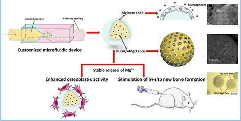 Schematic Illustration Of The Fabrication Of Plga Mgo Alginate Download Scientific Diagram