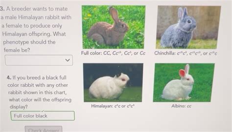 Risoltoa Breeder Wants To Mate A Male Himalayan Rabbit With A Female