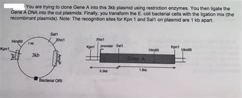 [solved] Kpn1 You Are Trying To Clone Gene A Into Solutioninn