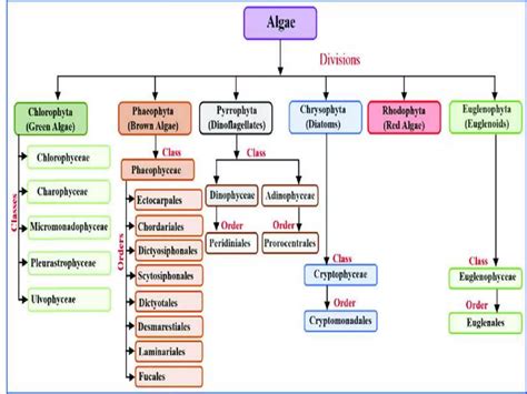 Algae Classification Pptx