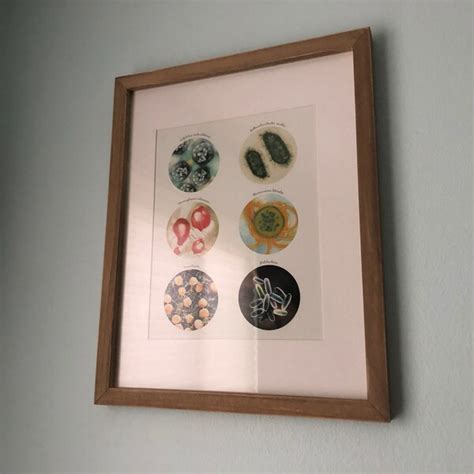 Ancient Bacteria Collection Art Archaea Archaebacteria Science Art